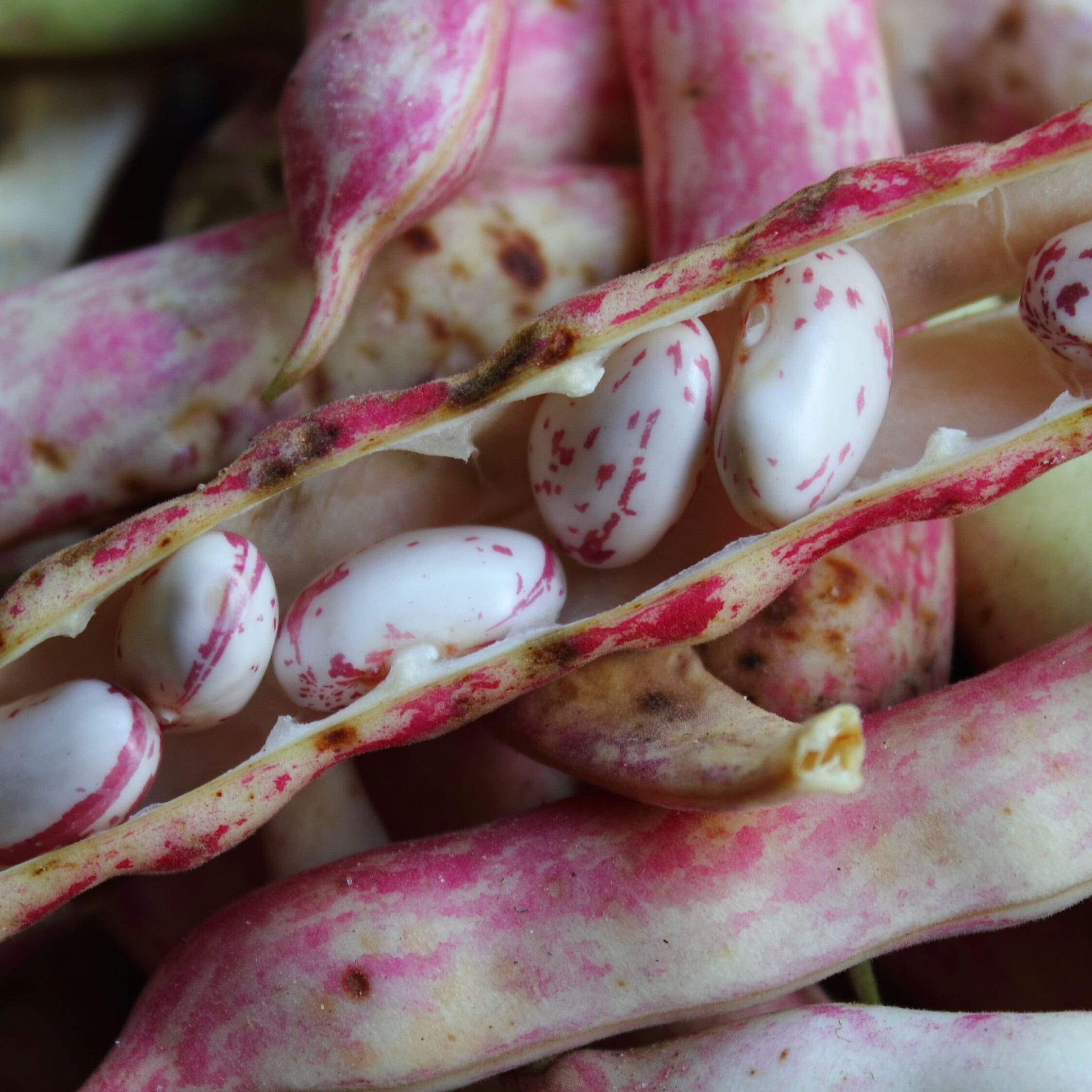 Semillas orgánicas de frijol pinto Phaseolus vulgaris - Etsy México