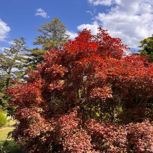 Moonfire Japanese Maple Tree (acer Palmatum 'moonfire') Seeds - NEW FOR ...