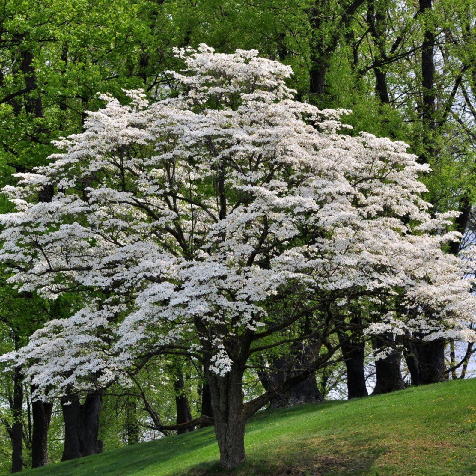 Kay's Appalachian Mist Flowering Dogwood Tree (cornus Florida 'kay's ...