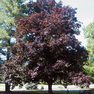Crimson King Maple Tree Seeds - Etsy