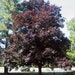 Crimson King Maple Tree Seeds - Etsy