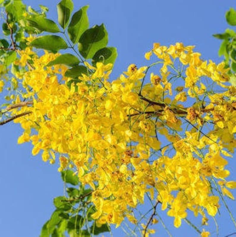 Golden Cassia Tree (senna Polyphylla) Seeds - Etsy