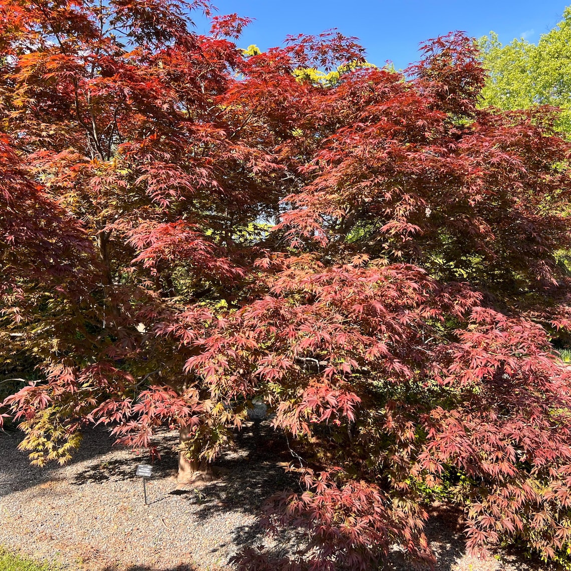 Sherwood Flame Japanese Maple Tree (acer Palmatum 'sherwood Flame ...