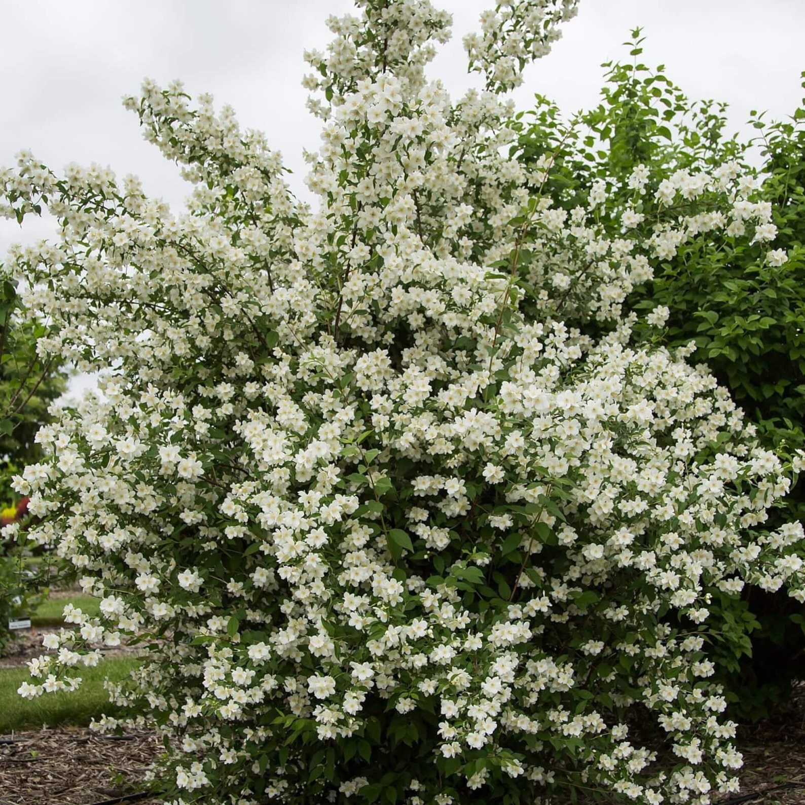 Mock Orange Plant (philadelphus Coronarius) Seeds - Etsy