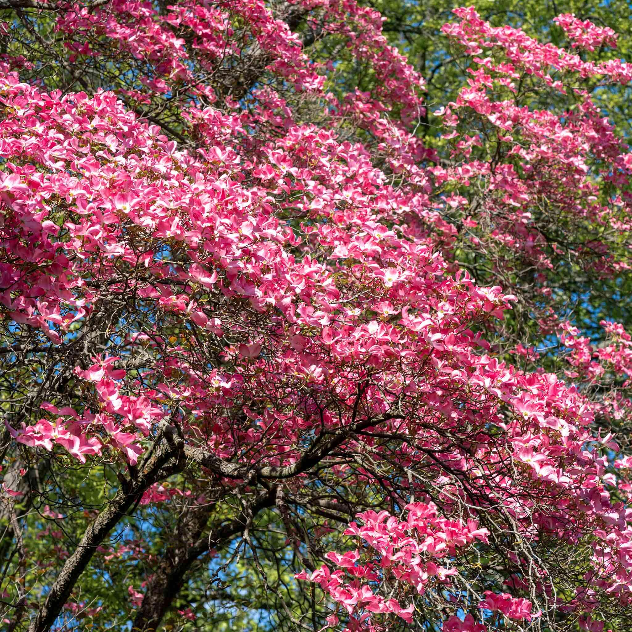Cherokee Chief Flowering Dogwood Tree (cornus Florida 'cherokee Chief ...