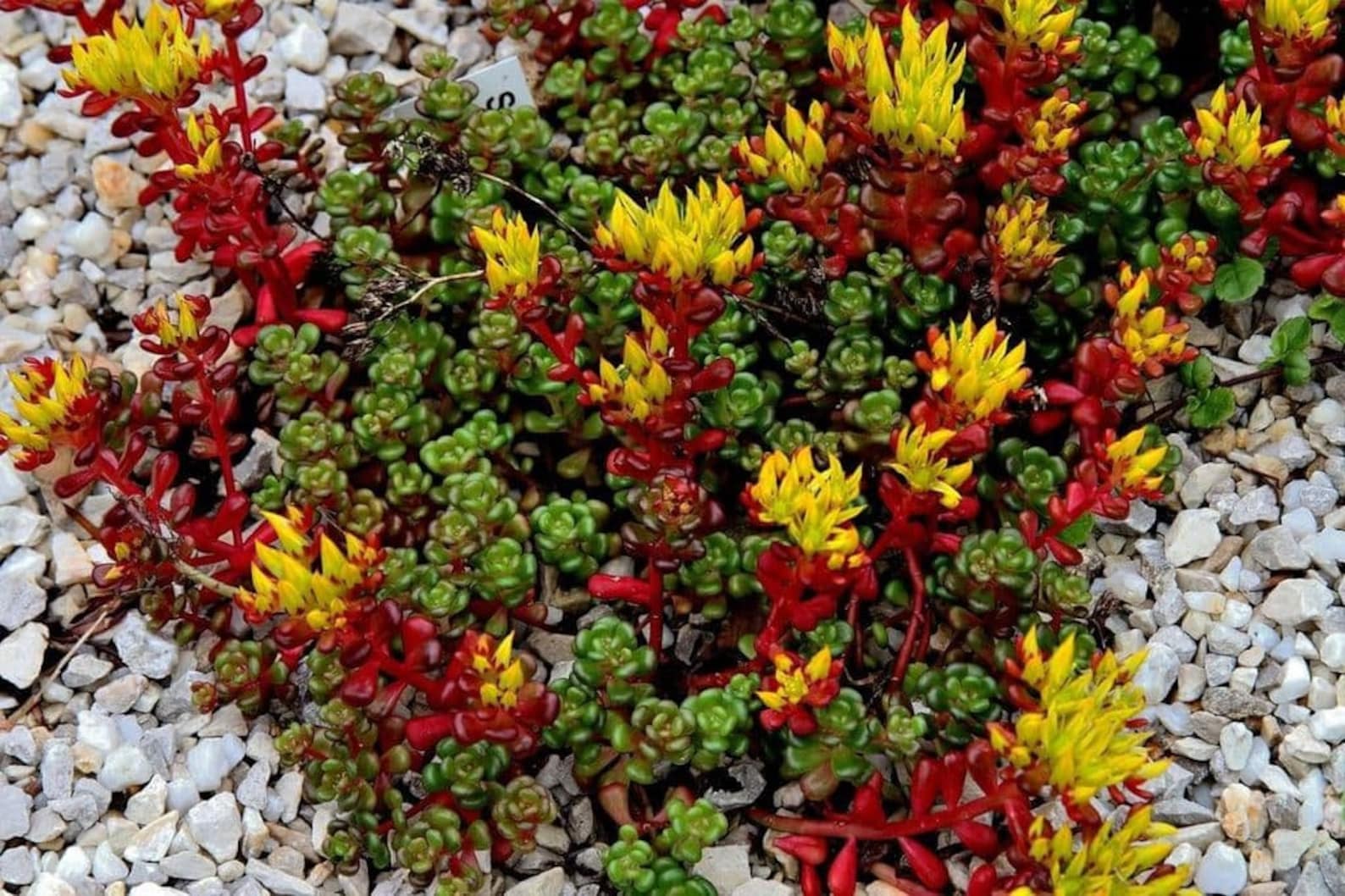 Oregon Stonecrop Groundcover Plant (sedum Oreganum) Seeds - Etsy