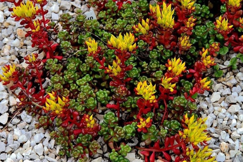 Oregon Stonecrop Groundcover Plant sedum Oreganum Seeds - Etsy