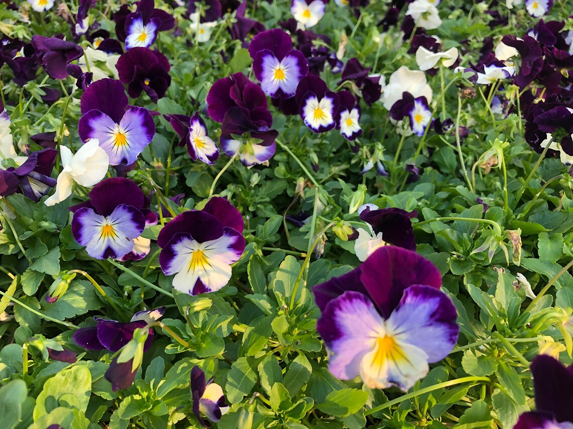 Johnny-jump-up Flower (viola Tricolor) Seeds - Etsy