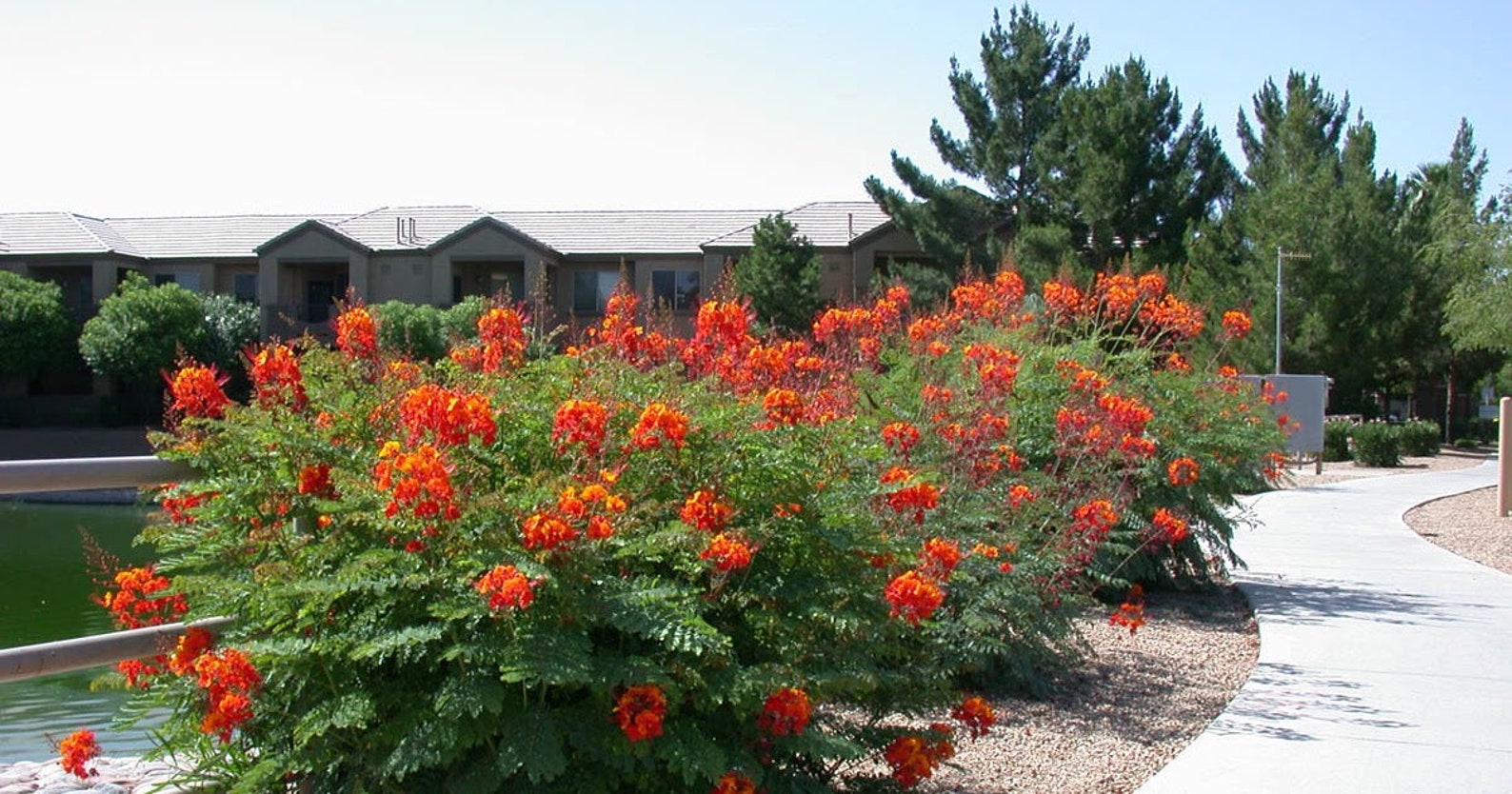 Pride of Barbados Plant caesalpinia Pulcherima Seeds - Etsy