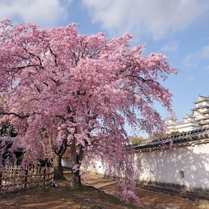 Kanhizakura Japanese Flowering Cherry Tree (prunus Kanhizakura) Seeds ...