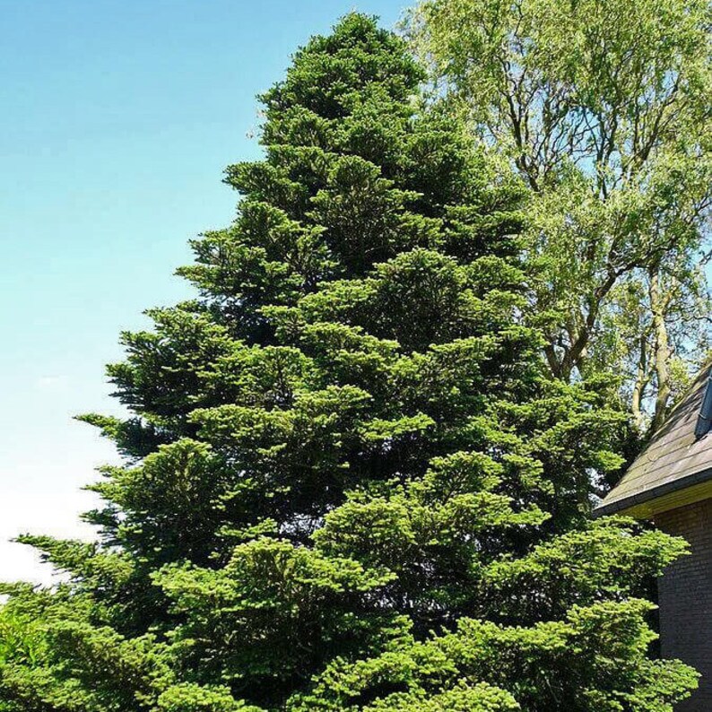 Korean Fir Tree (abies Koreana) Seeds - Etsy