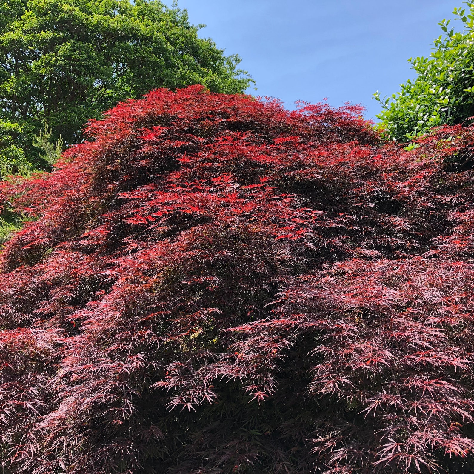 Garnet Tower Japanese Maple Tree (acer Palmatum Matsumurae 'garnet ...