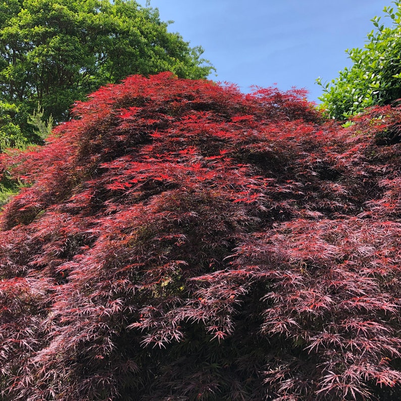 Garnet Tower Japanese Maple Tree acer Palmatum Matsumurae - Etsy