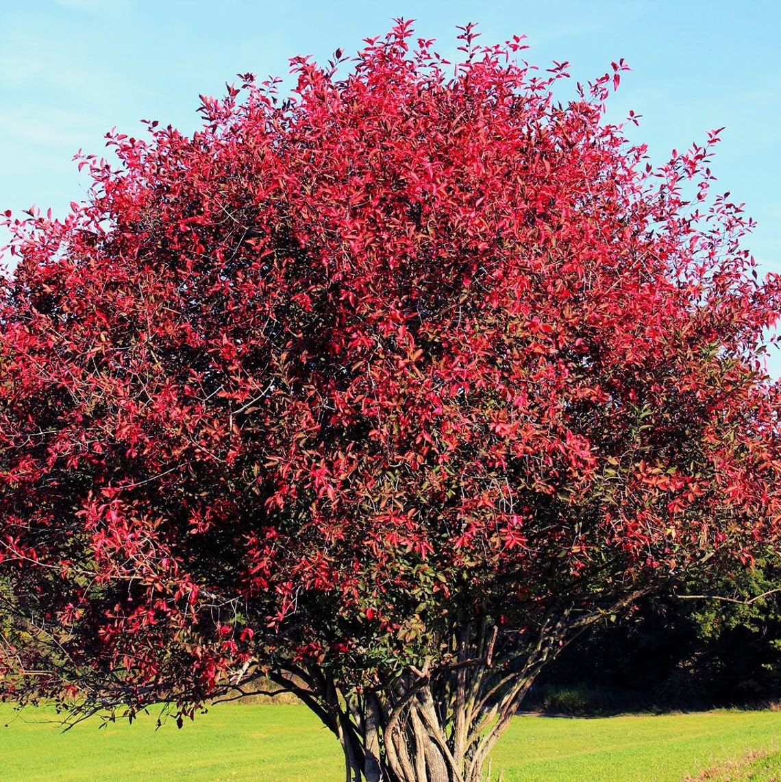 European Spindle Tree (euonymus Europaeus) Seeds - Etsy