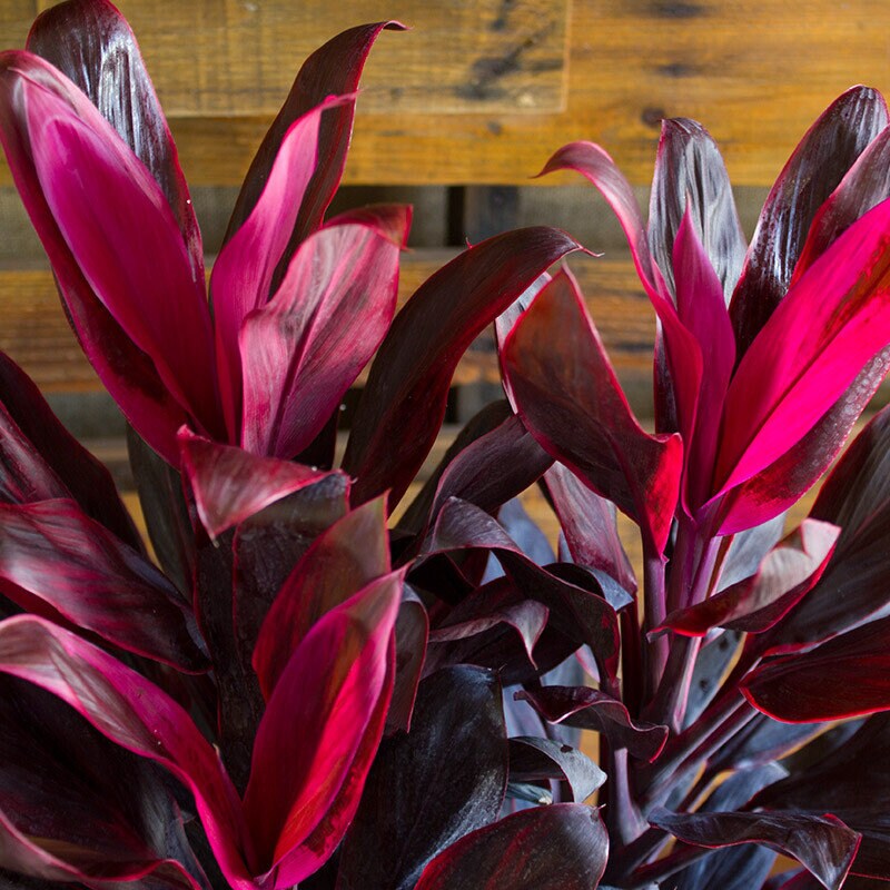 Florica Hawaiian Cordyline Ti Plant Seeds - Etsy