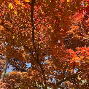 Oshio-beni Japanese Maple Tree (acer Palmatum 'oshio-beni') Seeds - NEW ...