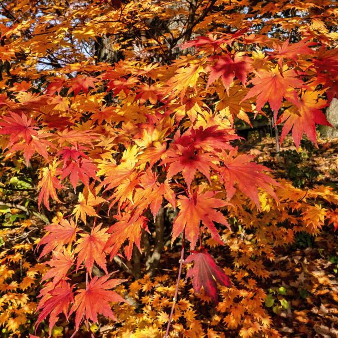 Siebold's Maple Tree (acer Sieboldianum) Seeds - NEW FOR FALL 2024 - Etsy