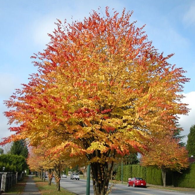 Japanese Katsura Tree cerci Diphyllum Japonicum Seeds - Etsy