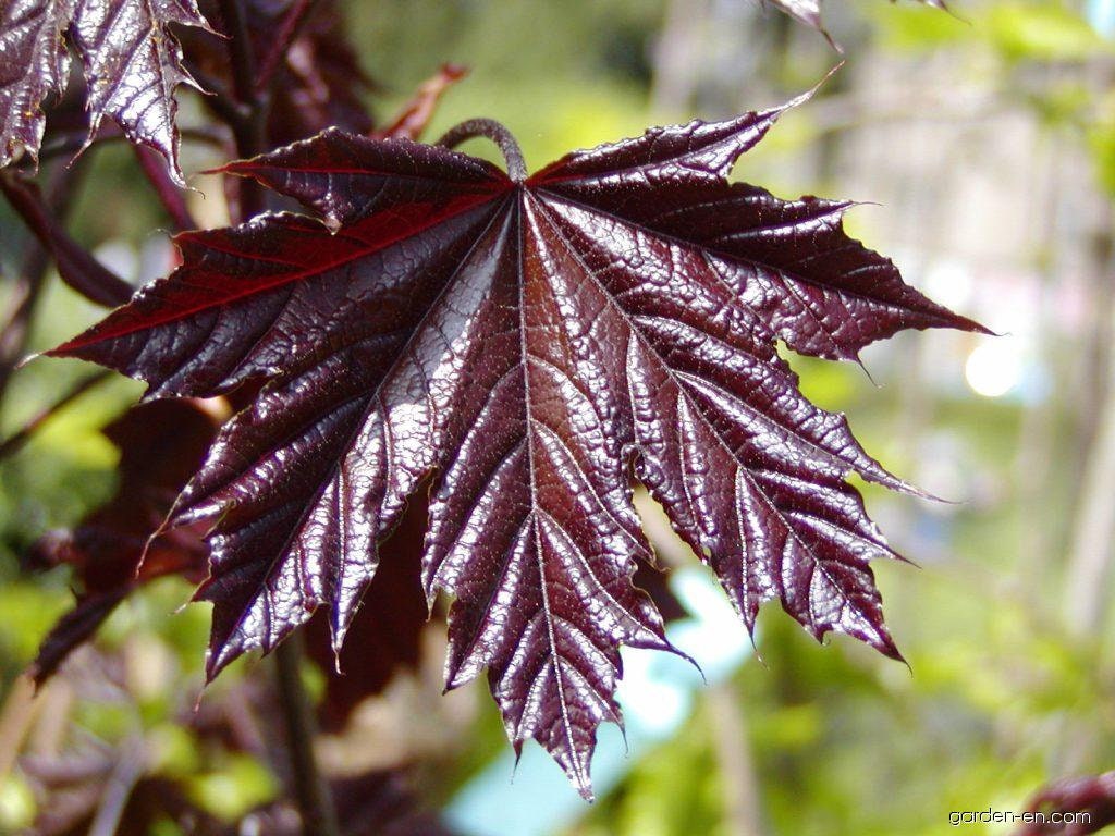 Crimson King Maple Tree Seeds - Etsy