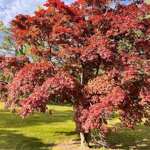 Oshio-beni Japanese Maple Tree (acer Palmatum 'oshio-beni') Seeds - NEW ...