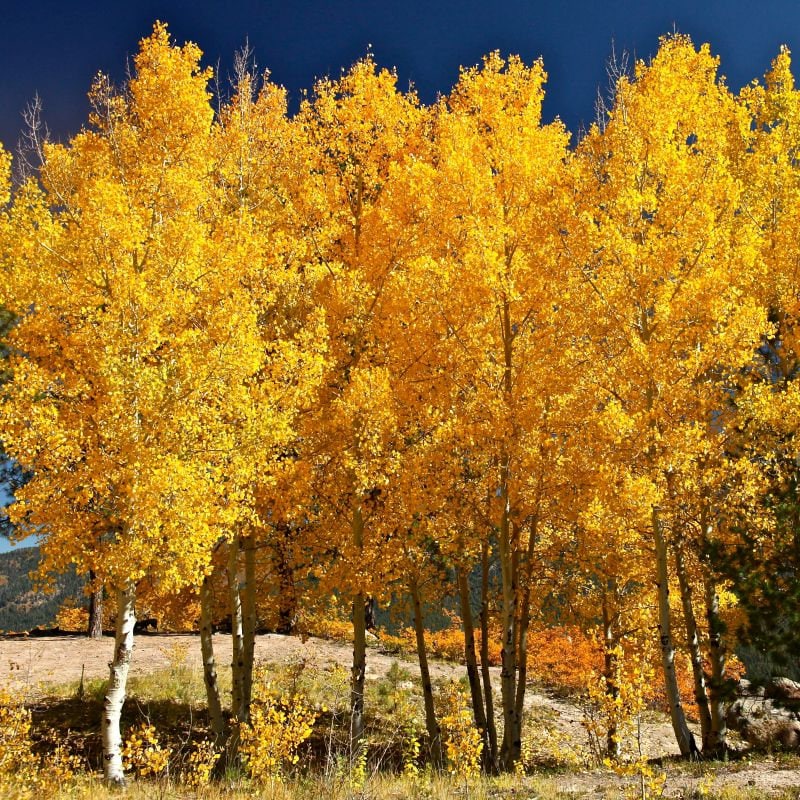 Golden Quaking Aspen Tree (populus Tremuloides) Seeds - Etsy