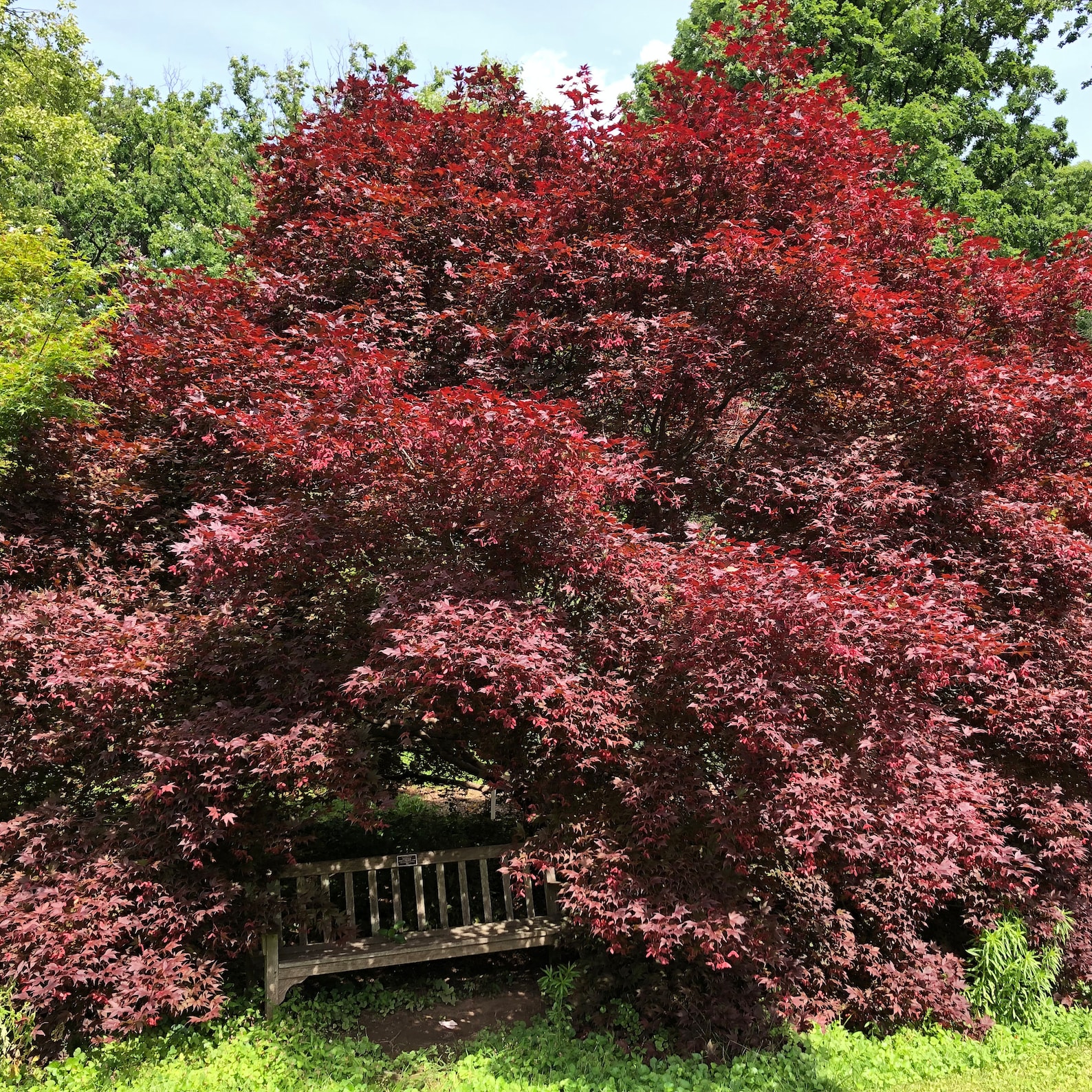 Bloodgood Japanese Maple Tree (acer Palmatum 'bloodgood') Seeds - NEW ...