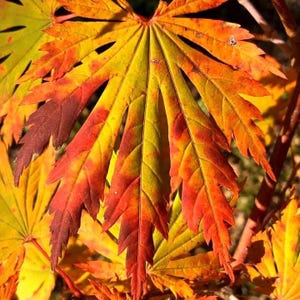 Yama Kagi Full Moon Japanese Maple Tree (acer Japonicum 'yama Kagi ...