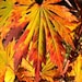 Yama Kagi Full Moon Japanese Maple Tree (acer Japonicum 'yama Kagi ...