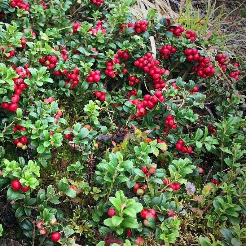 Organic Lingonberry Plant vaccinium Vitis-idaea Seeds - Etsy