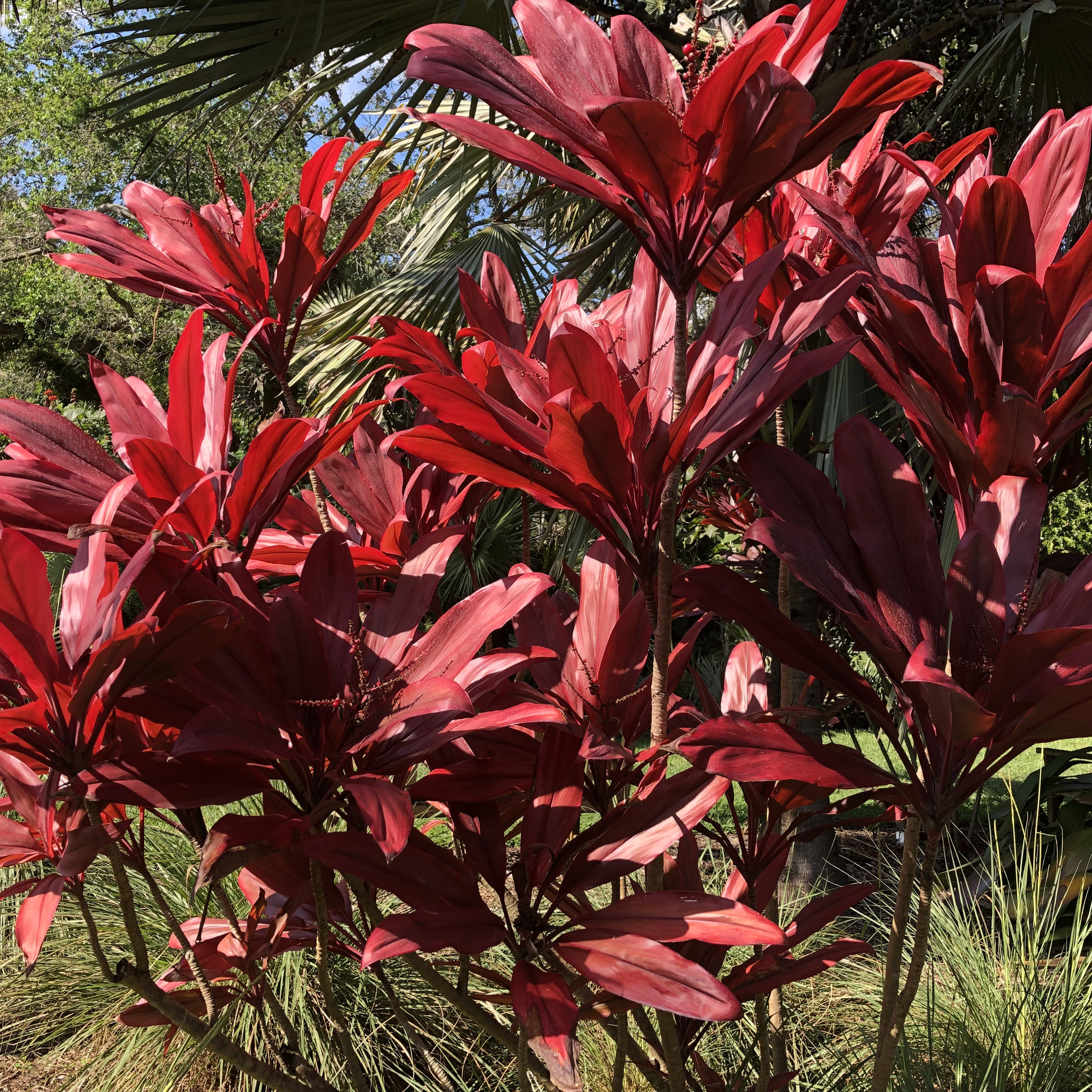 Red Fire Cordyline Ti Plant Seeds - Etsy