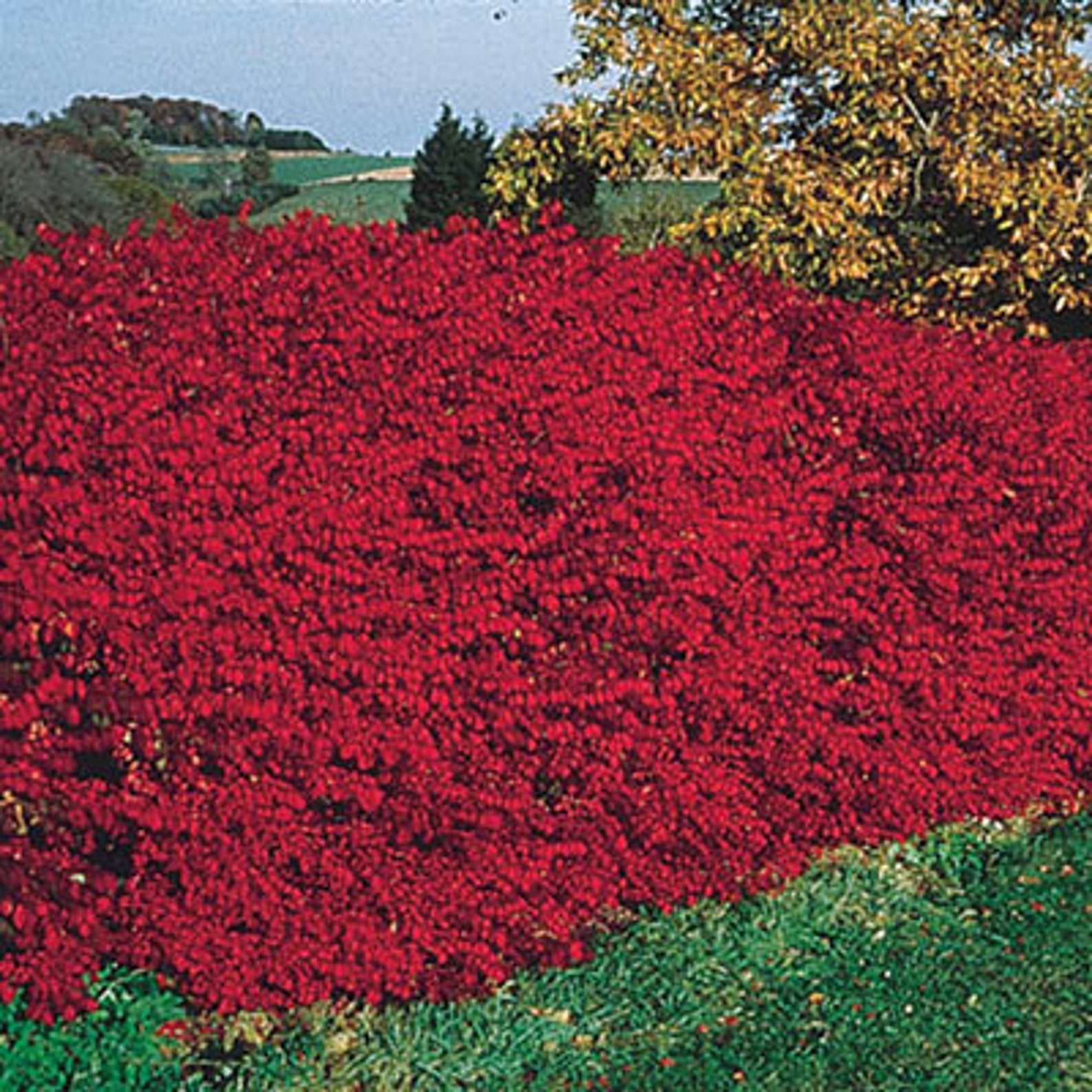 Scarlet Red Burning Bush Plant (euonymus Atropurpureus) Seeds - Etsy