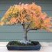 Douglas Maple Tree (acer Glabrum Var Douglasii) Seeds - Etsy