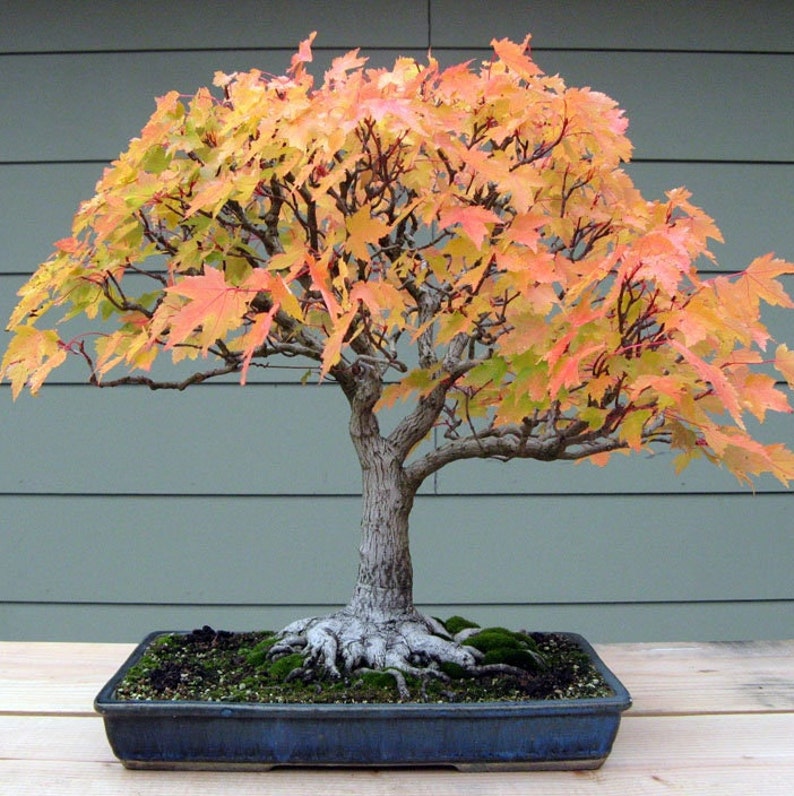 Douglas Maple Tree (acer Glabrum Var Douglasii) Seeds - Etsy