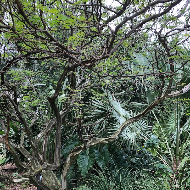 Brazilian Rain Tree pithecellobium Tortum Seeds - Etsy