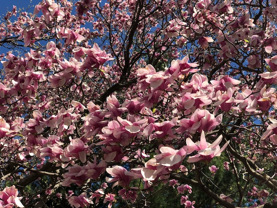 Chinese Magnolia Tree