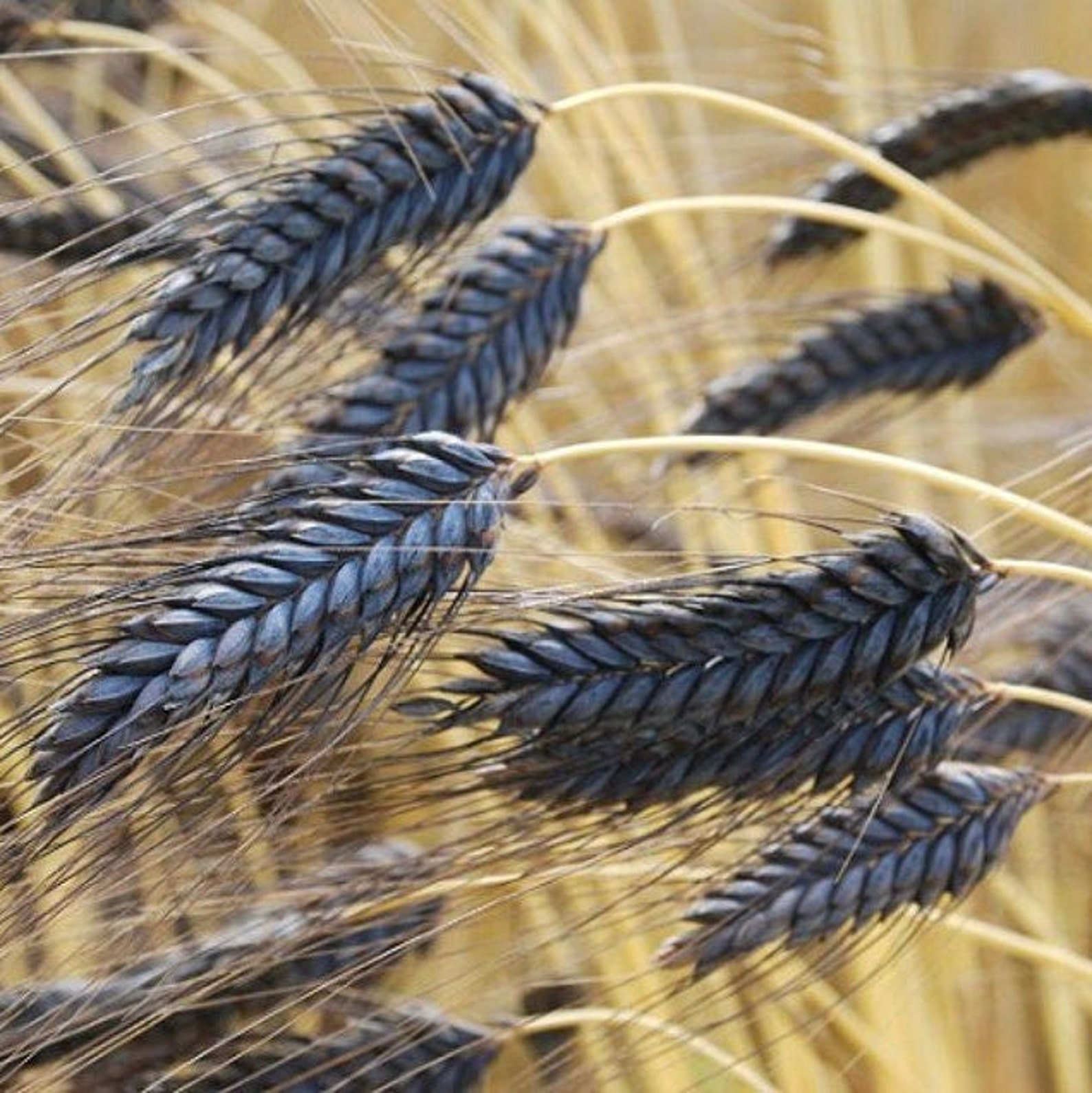 Black Hulless Barley Grass hordeum Vulgare Nudum Seeds - Etsy Australia