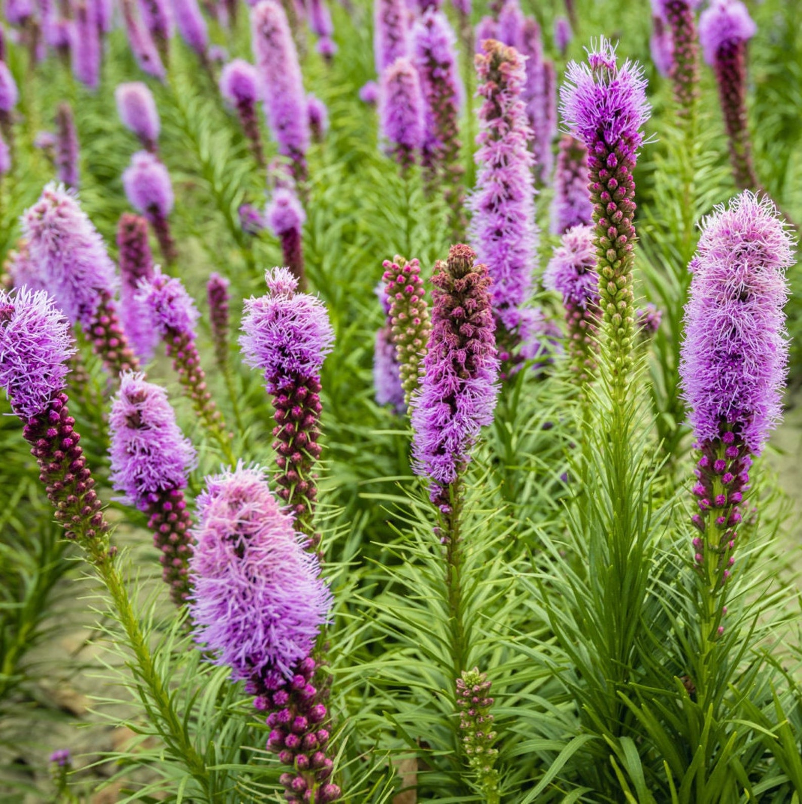 Dense Blazing Star Plant Liatris Spicata Seeds Etsy