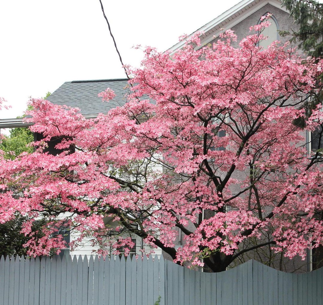 Pink Flowering Dogwood Tree (cornus Florida 'pink') Seeds - Etsy