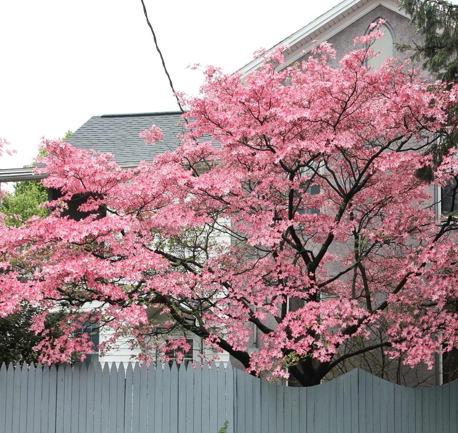 Pink Flowering Dogwood Tree (cornus Florida 'pink') Seeds - Etsy
