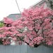 Pink Flowering Dogwood Tree (cornus Florida 'pink') Seeds - Etsy