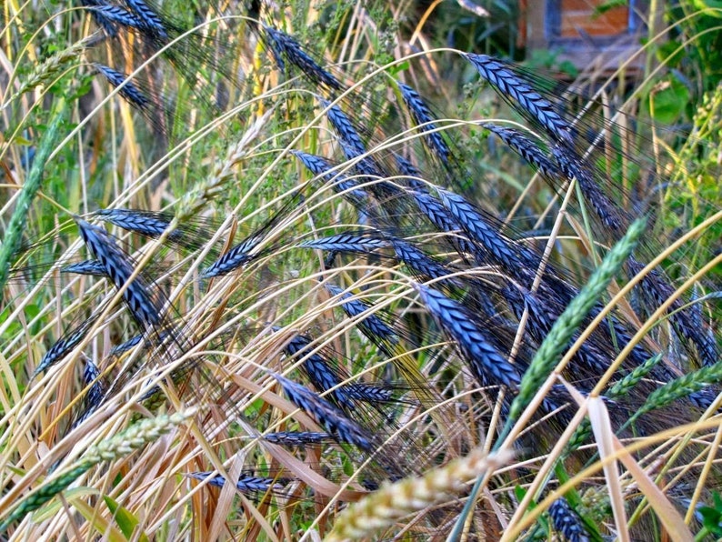 Utrecht Blue Wheat Grass triticum Dicoccum Seeds - Etsy