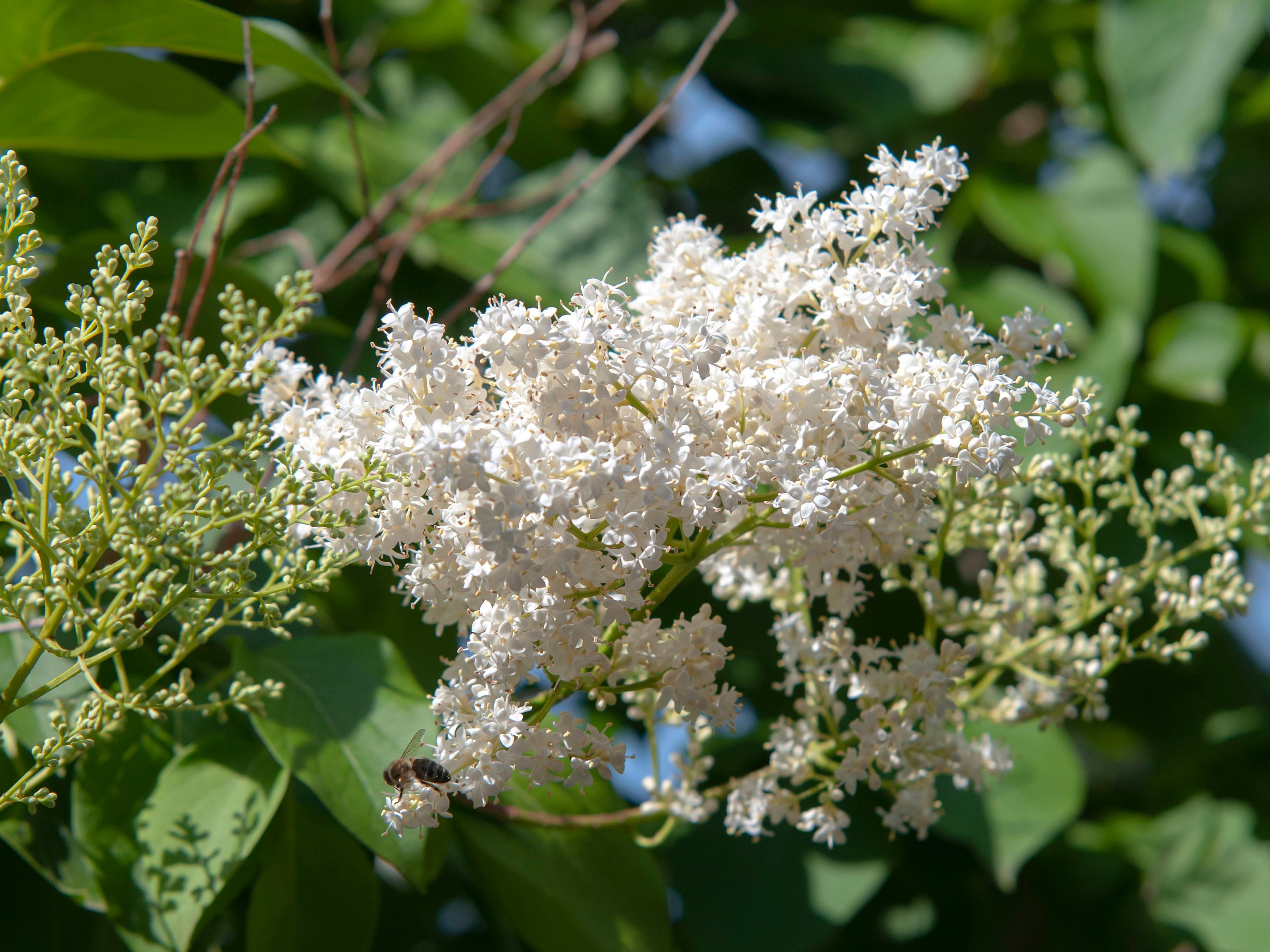 Japanese Amur Lilac Tree (syringa Amurensis Japonica) Seeds - Etsy