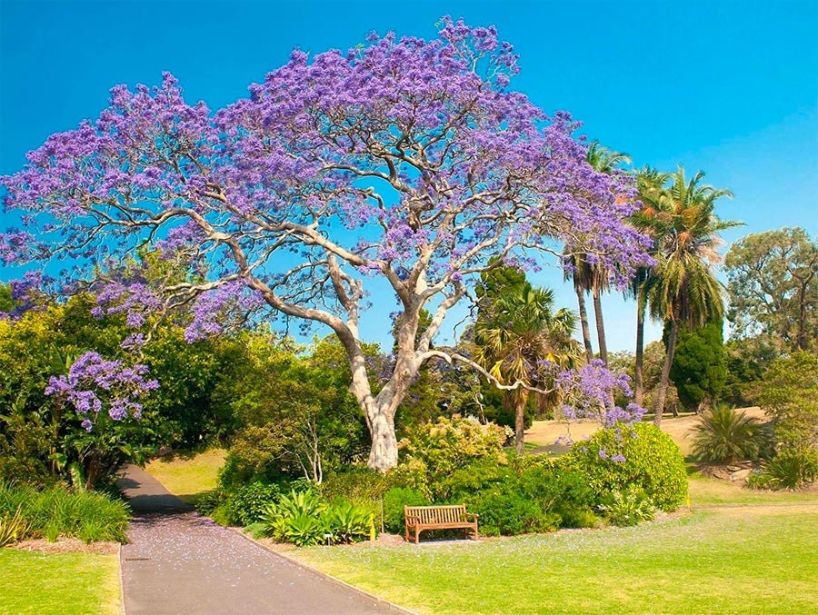 Royal Empress Tree (paulownia Tomentosa) Seeds - Etsy