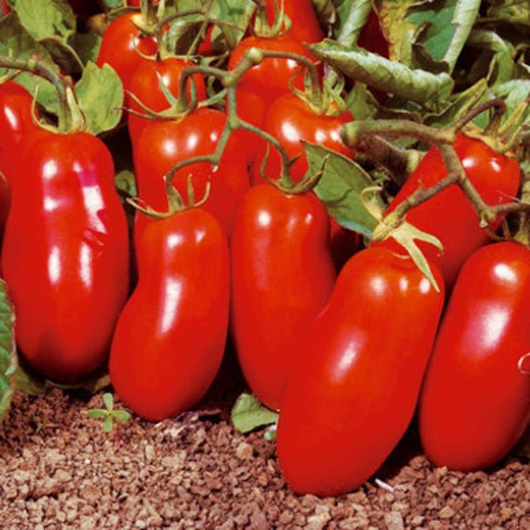 San Marzano Tomato Plants For Sale