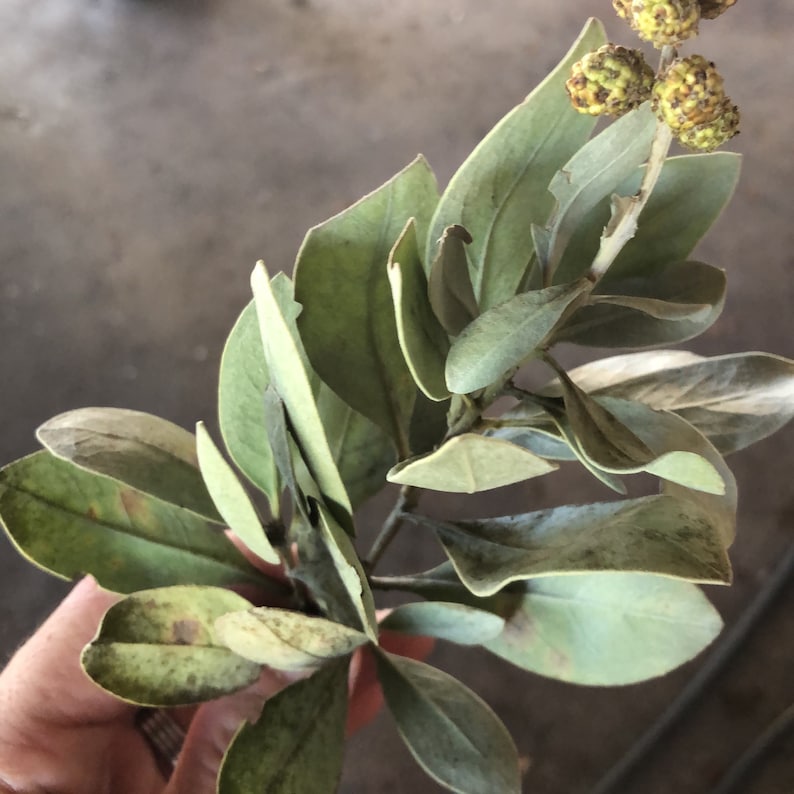 Silver Buttonwood Tree (conocarpus Erectus) Seeds - Etsy