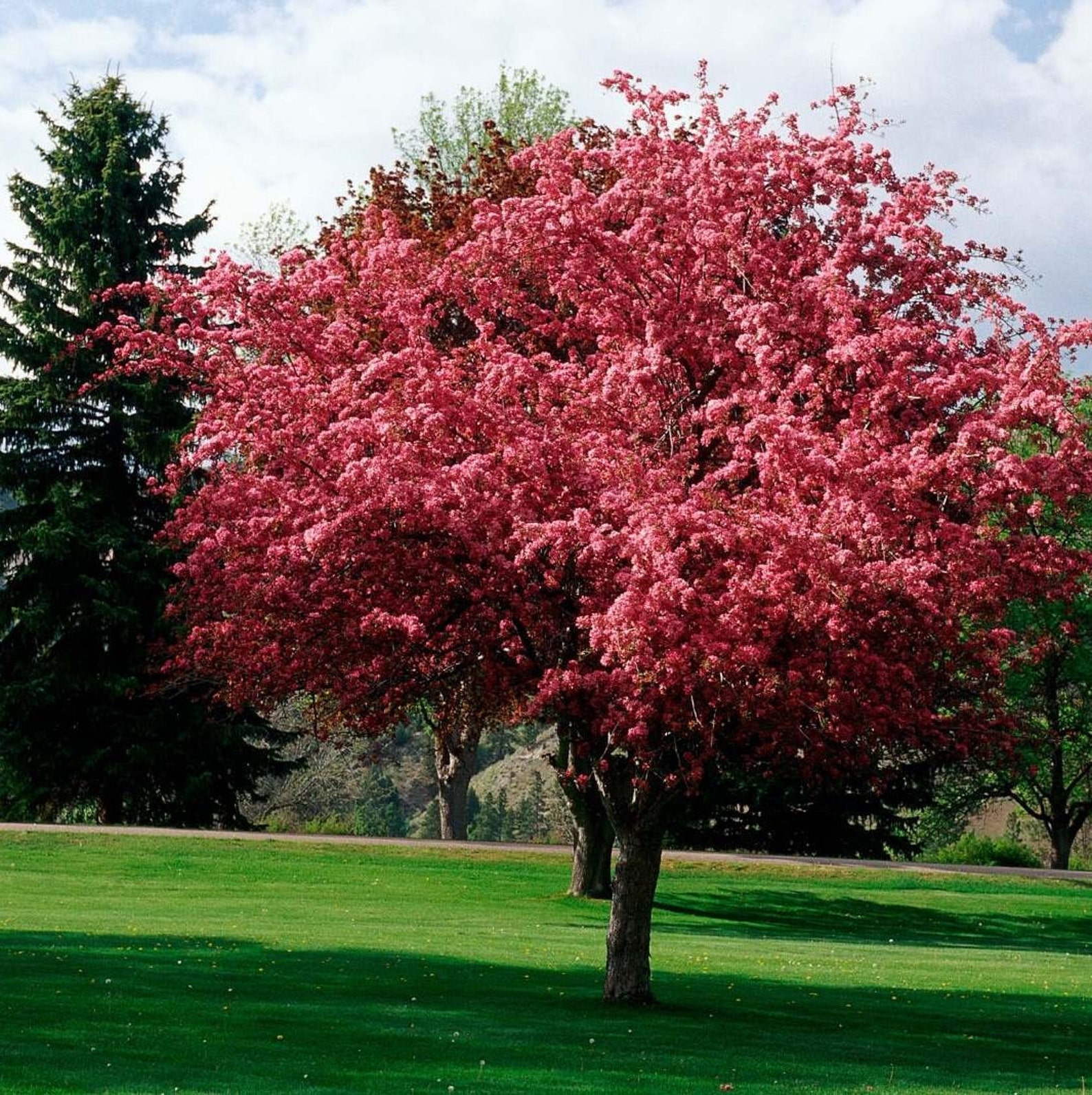 Himalayan Crabapple Tree (malus Baccata) Seeds - Etsy