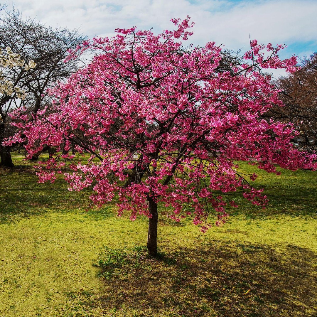 Cherokee Chief Flowering Dogwood Tree (cornus Florida 'cherokee Chief ...