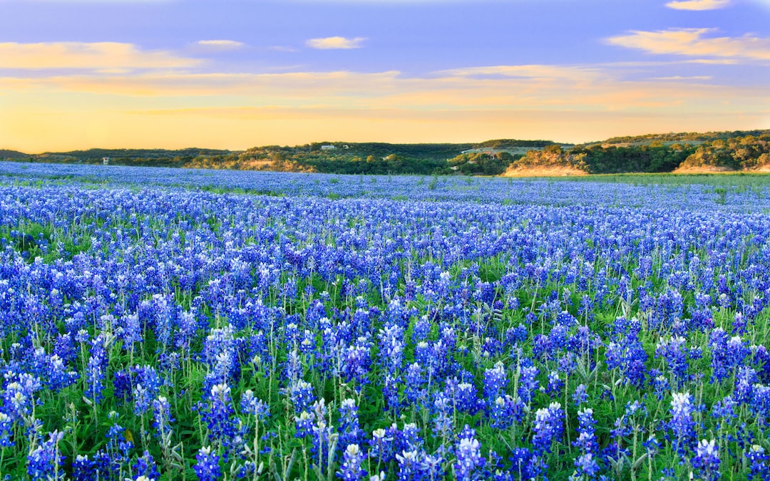 Texas Bluebonnet Flower (lupinus Texensis) Seeds - Etsy