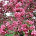 Himalayan Crabapple Tree (malus Baccata) Seeds - Etsy