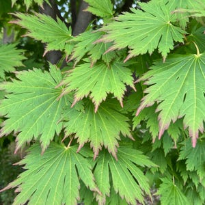 Yama Kagi Full Moon Japanese Maple Tree (acer Japonicum 'yama Kagi ...